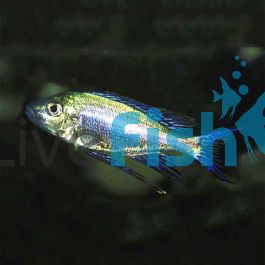 Cyathopharynx Furcifer - Chituta 4cm "Delivered to your door in Australia''