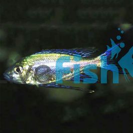 Cyathopharynx Furcifer - Chituta 5cm "Delivered to your door in Australia''