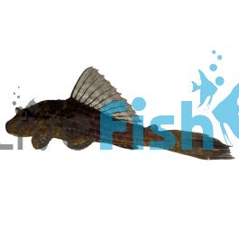 Chocolate Plecostomus Catfish 6cm "Delivered to your door in Australia''