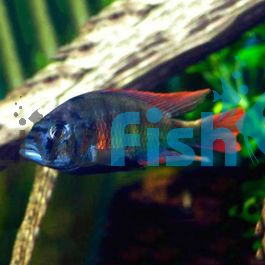 Christmas Fulu 4cm "Delivered to your door in Australia''