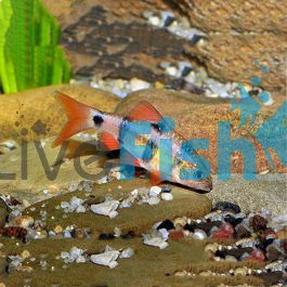 Clown Barb 5cm "Delivered to your door in Australia''