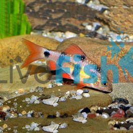 Clown Barb 7cm "Delivered to your door in Australia''