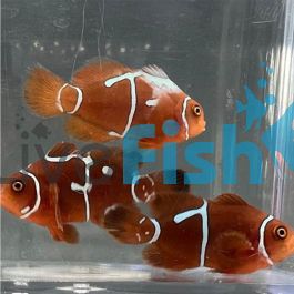 CB Clownfish Gold Flake Maroon - Small "Delivered to your door in ...