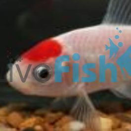 Red Cap Comet - Tancho 5cm "Delivered to your door in Australia''