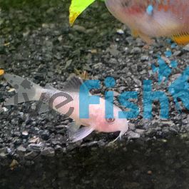 Corydoras Panda - Snow White 3cm "Delivered to your door in Australia''