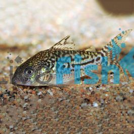 Sodalis Corydoras - Wild Caught 4cm "Delivered to your door in Australia''