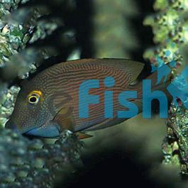 Squaretail Bristletooth Tang - Ctenochaetus truncatus 'Delivered to ...