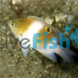 Damselfish Honey Head - Medium 'Delivered to your door in Australia'