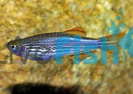 ORANGE FINNED DANIO Danio kyathit Delivered to your door in Australia