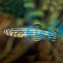 Zebra Danio 3cm "Delivered to your door in Australia''