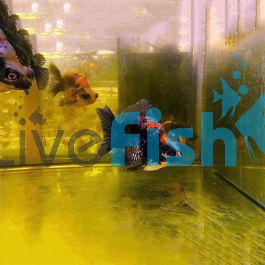 Demekin Goldfish 12cm "Delivered to your door in Australia''