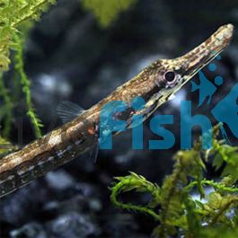 Freshwater Pipefish Long Snout 10cm "Delivered to your door in Australia''