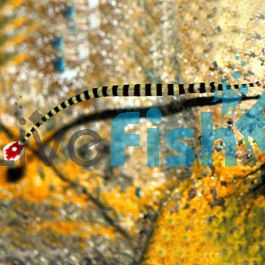 Ringed Pipefish - Small "Delivered to your door in Australia''