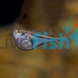 Dwarf Glass Hatchet Fish 3cm "Delivered to your door in Australia''
