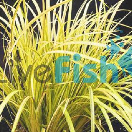 Dwarf Gold Rush Bunch "Delivered to your door in Australia''