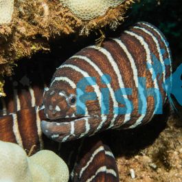 Eel Zebra Moray XLG "Delivered to your door in Australia''