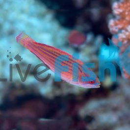 Eight Line Wrasse MED "Delivered to your door in Australia''