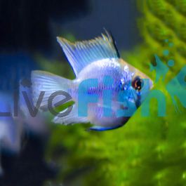 Balloon Electric Blue Ram 2.5cm "Delivered to your door in Australia''