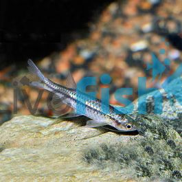 Flying Barb 5cm "Delivered to your door in Australia''