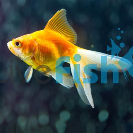 Assorted Fantail 9cm "Delivered to your door in Australia''