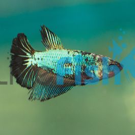 Female Halfmoon Fighter 3.5cm ''Delivered to your door in Australia'