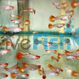 Female Cobra Red Cap Guppy 3.5cm "Delivered to your door in Australia''