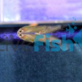 Female Dwarf Panda Blue Guppy 3cm "Delivered to your door in Australia''