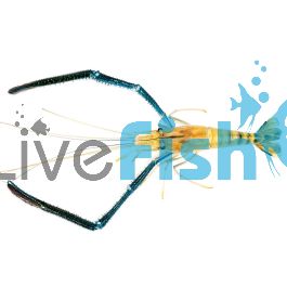 Prawn Freshwater Long Claw 20cm "Delivered to your door in Australia''