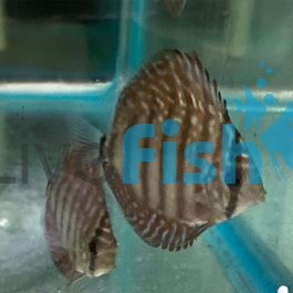 Galaxy Turquoise Discus 5cm "Delivered to your door in Australia''