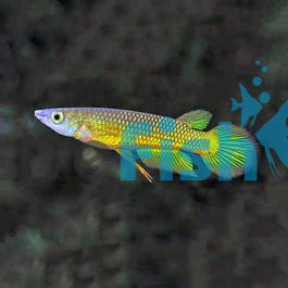 Giant Gold Panchax 3.5cm "Delivered to your door in Australia''