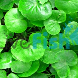 Giant Cardamine Bunch "Delivered to your door in Australia''