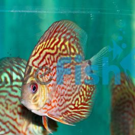 Giant Flora Turquoise Discus 5cm