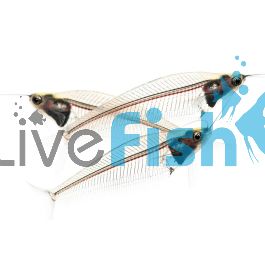 Phantom Glass Catfish 5cm "Delivered to your door in Australia''