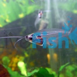 Phantom Glass Catfish 4cm "Delivered to your door in Australia''