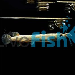 Gold Half Beak 3cm 'Delivered to your door in Australia'