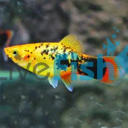 Gold Variatus Platy Xiphophorus variatus Delivered to your door in Ausralia