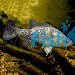 Golden Perch 5cm "Delivered to your door in Australia''