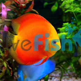 Golden Sunset Discus 7cm 'Delivered to your door in Australia'