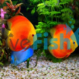 Golden Sunset Discus "Delivered to your door in Australia''