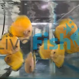 Golden Sunset Discus 9cm "Delivered to your door in Australia''