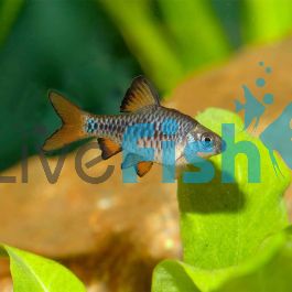 Checker Barb 3cm "Delivered to your door in Australia''