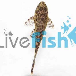 Gold Spotted Plecostomus (L1) 7cm "Delivered to your door in Australia''