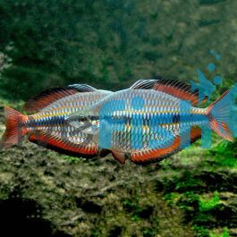 Goyder River Rainbow 6cm "Delivered to your door in Australia''