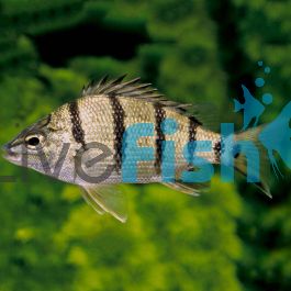 Barred Grunter 12cm "Delivered to your door in Australia''