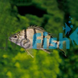 Barred Grunter - Wild Caught 6cm "Delivered to your door in Australia''