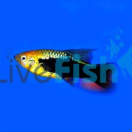 Hi Fin Variatus Platy 4cm