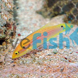 Two Spot Yellow Candy Hogfish - Medium