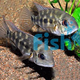 Hoplarchus psittacus parrot cichlid delivered to your door in australia