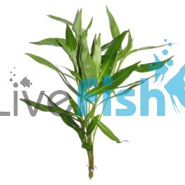 Polygonum - Native Blue Stricta "Delivered to your door in Australia''