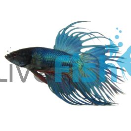 Crowntail Ocean Green Male Fighter 5cm "Delivered to your door in ...